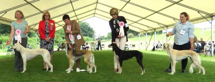 Club Shows | The Saluki or Gazelle Hound Club